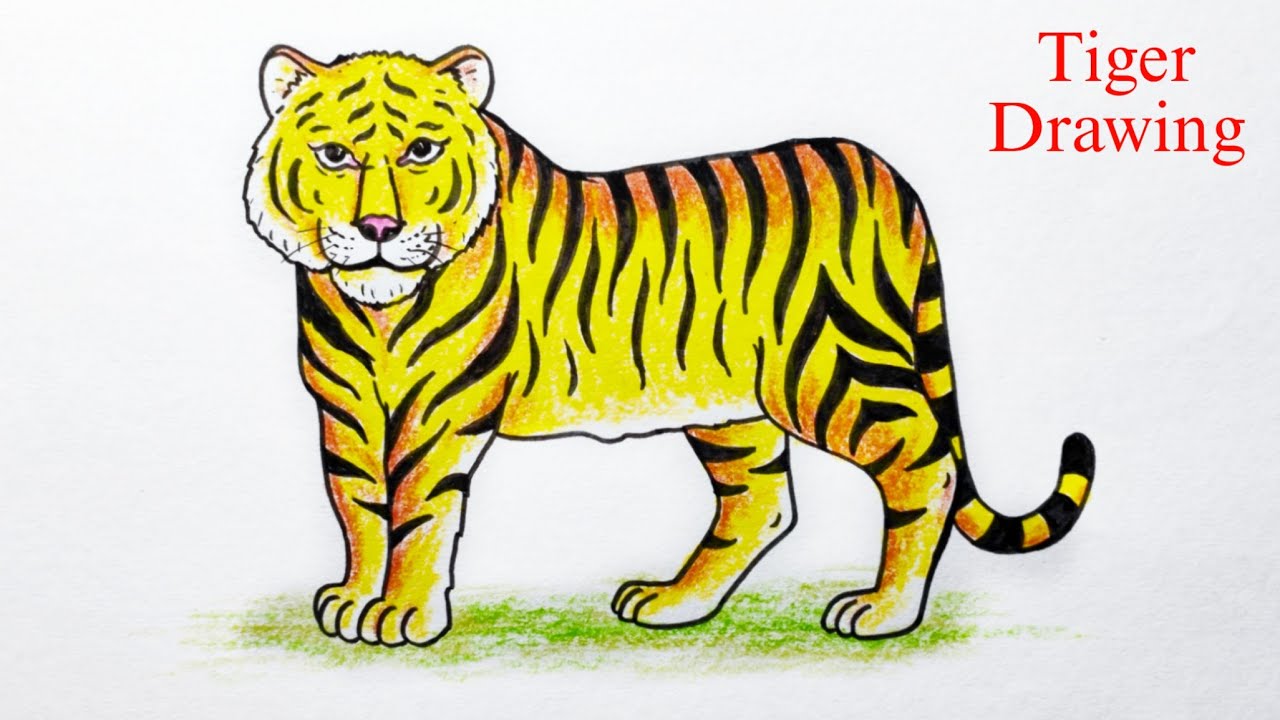 Tiger Drawing (full body) EASY | बाघ का चित्र | How to Draw a Tiger ...