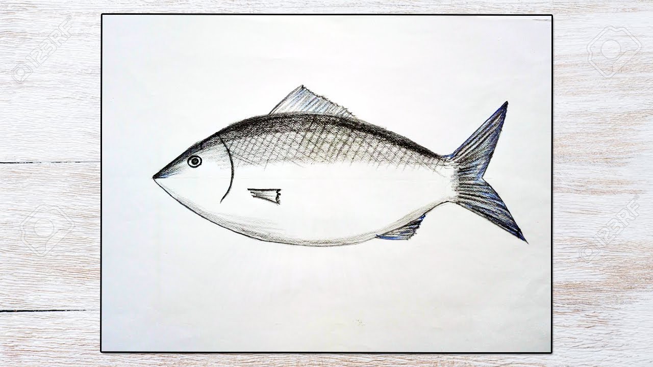 How to Draw A Hilsha Fish Step by Step (Very Easy) কিভাবে খুব সহজে ইলিশ ...