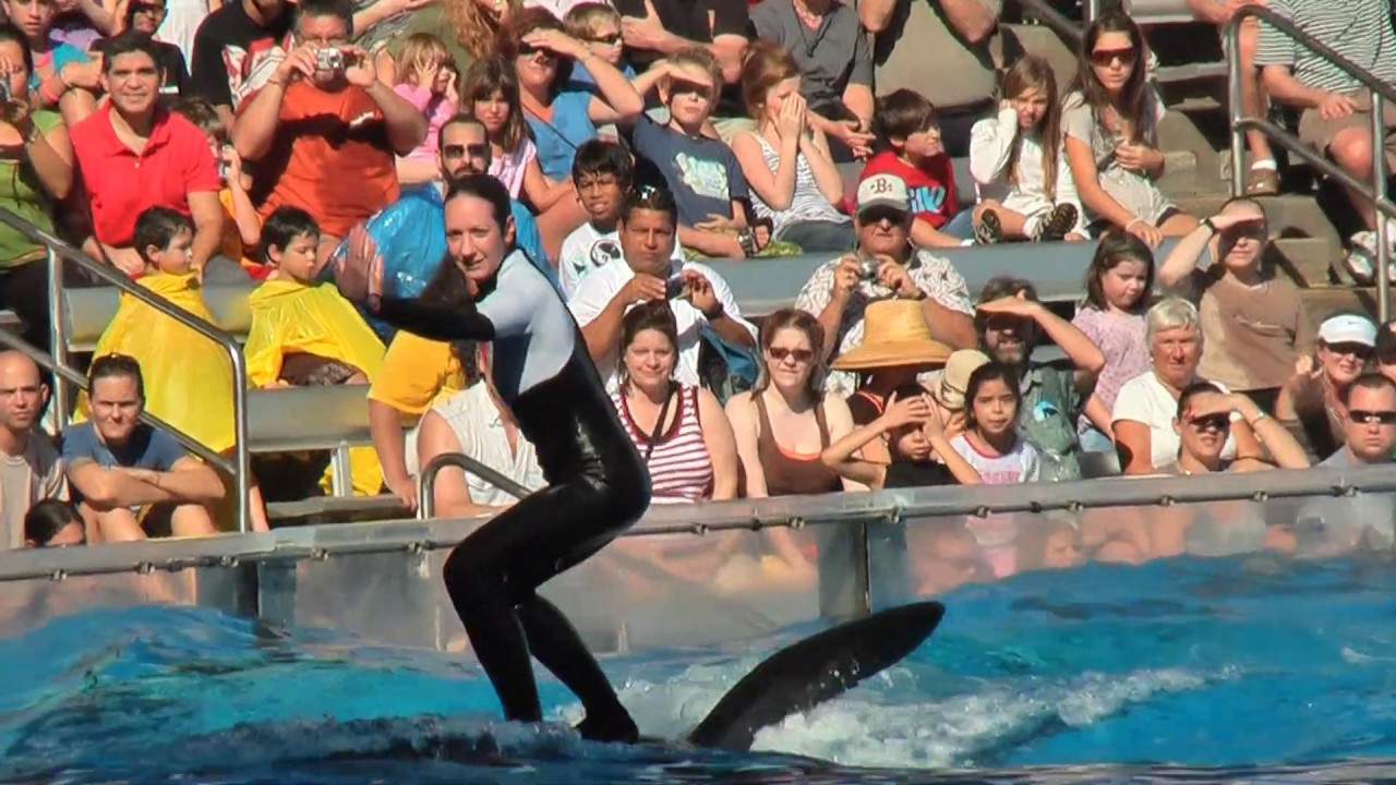 Awesome SeaWorld - Acrobatic Killer Whales (Orcas) and Trainers in the ...