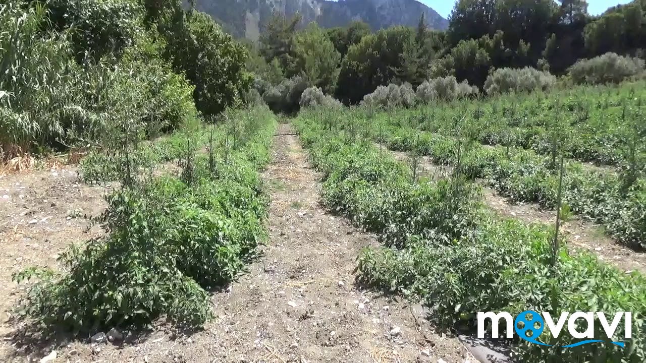 ΕΛΑΙΟΔΕΝΤΡΑ ΚΑΙ ΑΤΤΑΠΟΥΛΓΙΤΗΣ ΣΕ ARBEQUINA I-18 ΠΥΚΝΗΣ ΦΥΤΕΥΣΗΣ ΚΑΙ ...