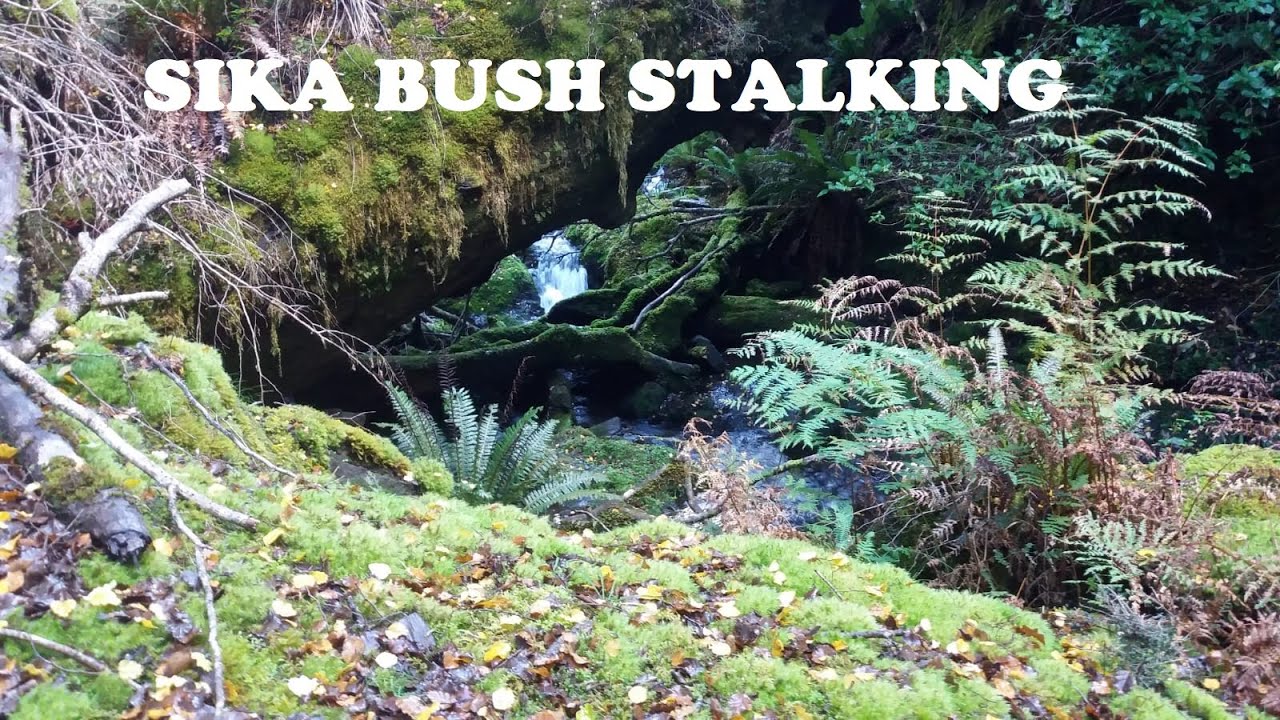 Sika (Japs) Bush Stalking. - YouTube