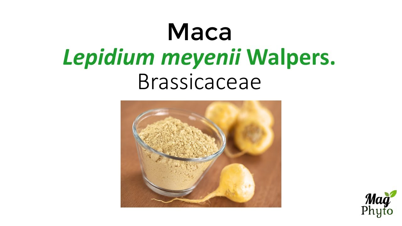 Le maca (Lepidium meyenii): une plante aphrodisiaque et adaptogène aux ...