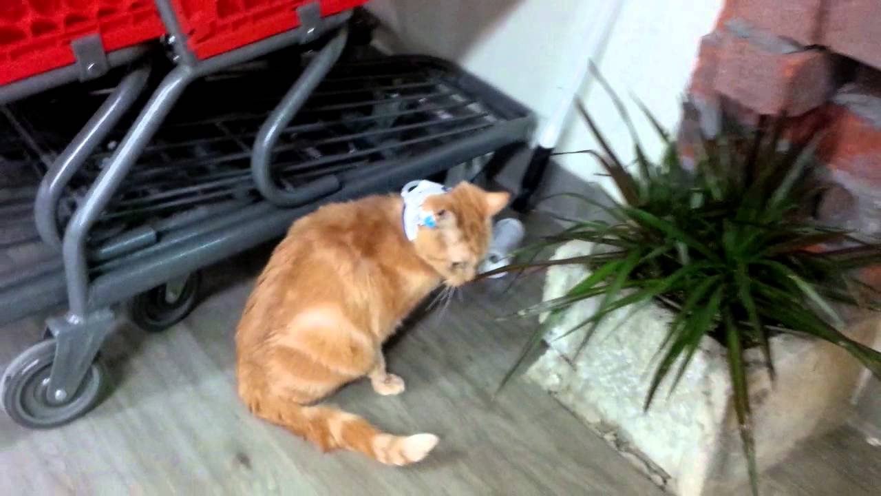 Sushi Cat brain damage recovery - PART 2 - YouTube