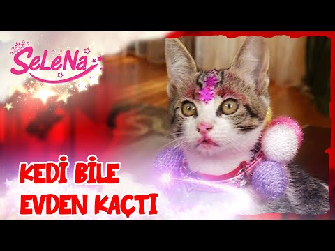 Aslı'nın kedisi olursa neler olur? | Selena Özel Sahneler 3. Bölüm
