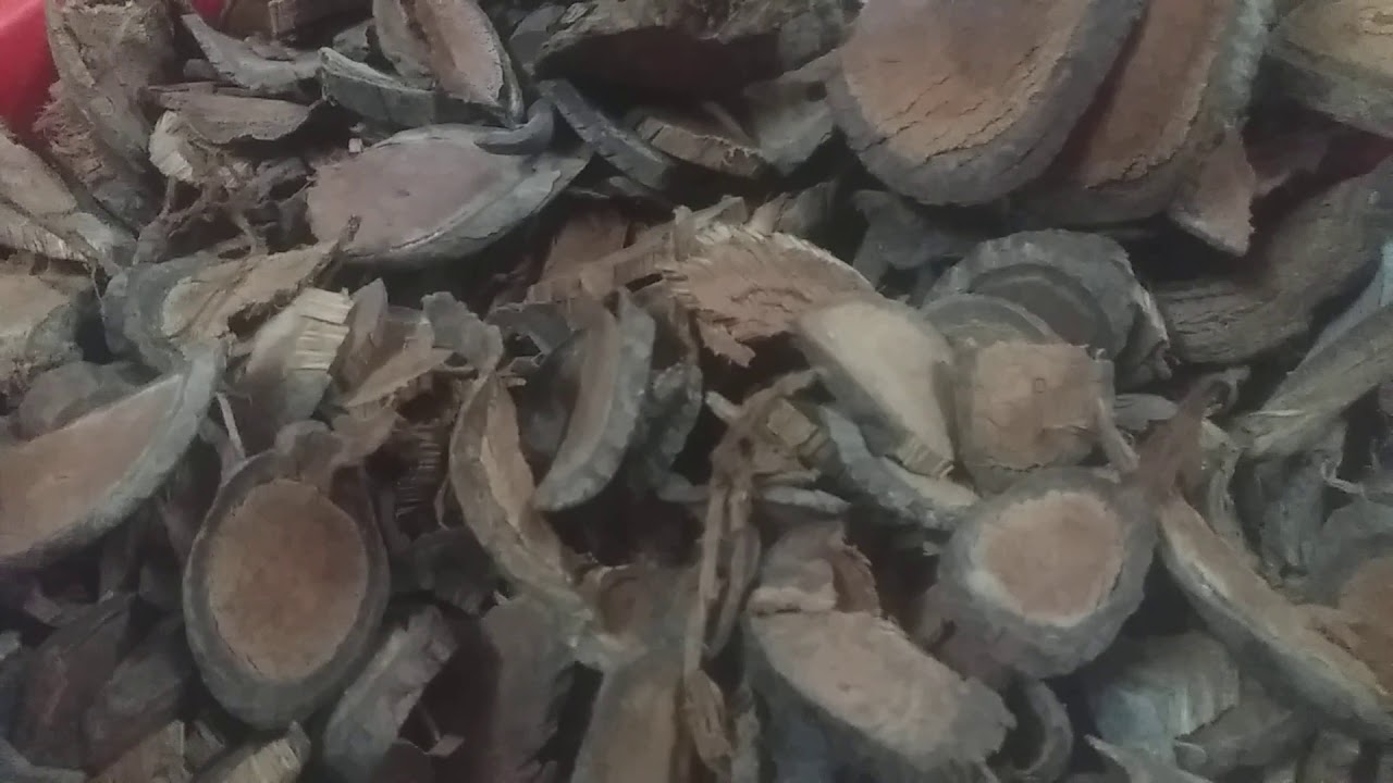 Cay co mau . Cay huyet rông - YouTube