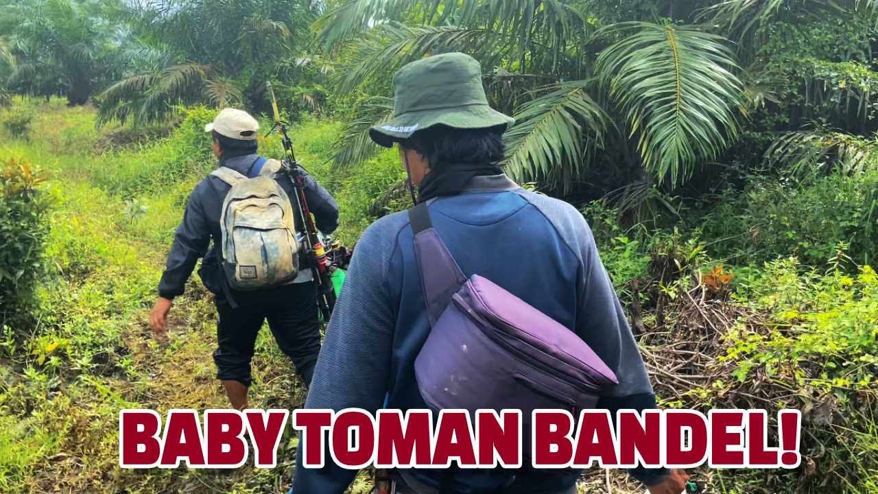 MUSIM KEMARAU TIBA! BABY TOMAN BERKELIARAN MERESAHKAN! - YouTube