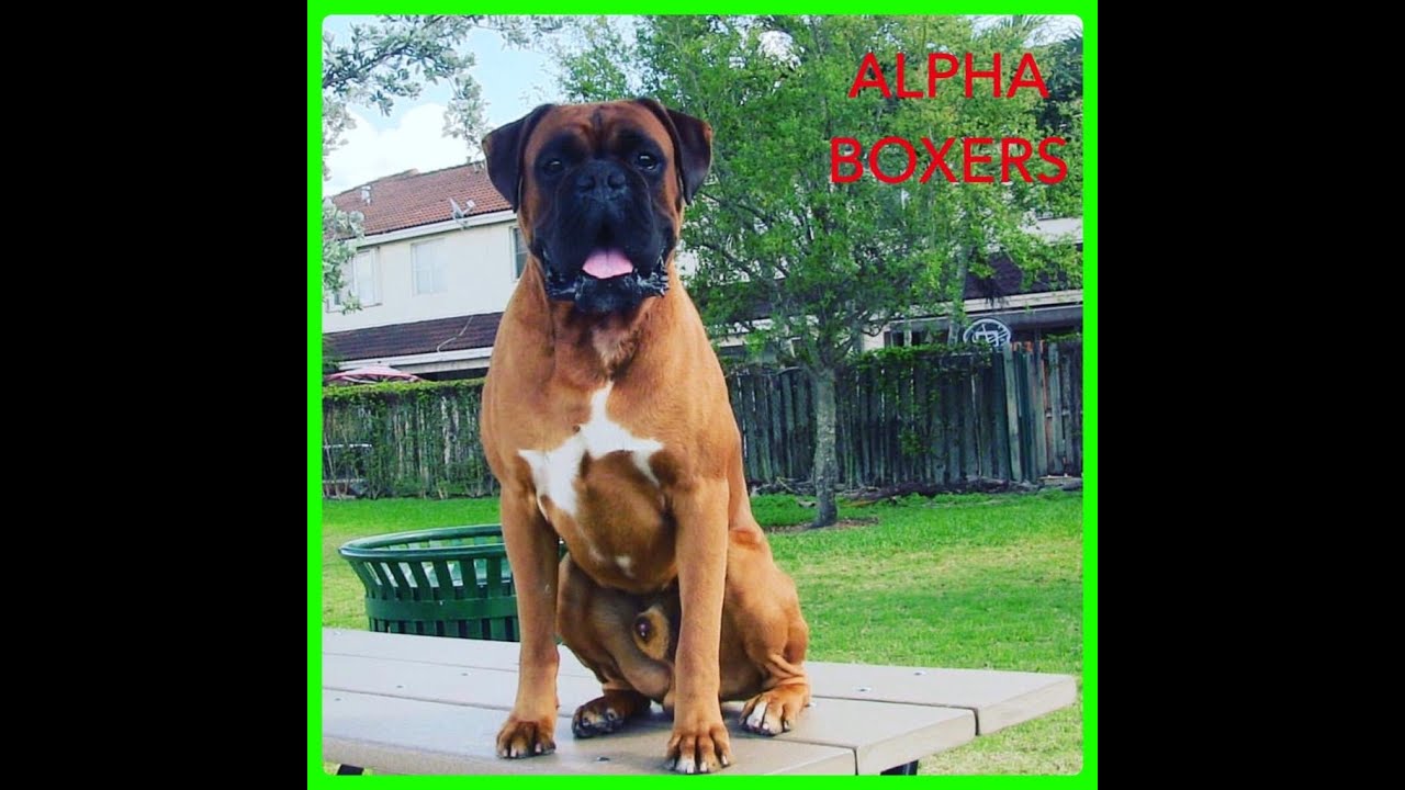 THE MYTH ABOUT ALL POSITIVE DOG TRAINING - YouTube