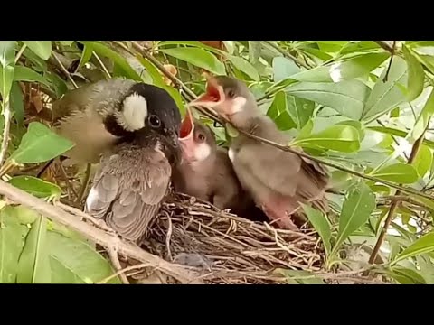 Bulbul nightingale feeding chicks 2 out3 - YouTube