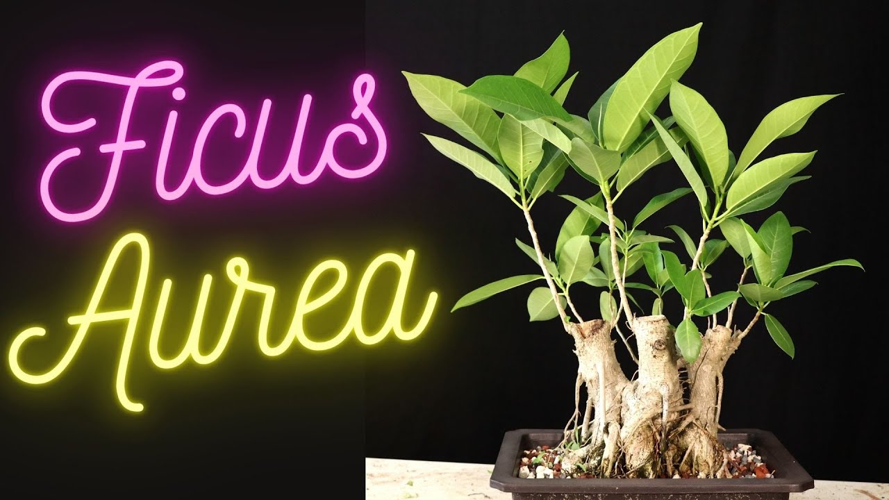 Ficus Aurea Bonsai Native Florida Strangler Fig Repotted - YouTube