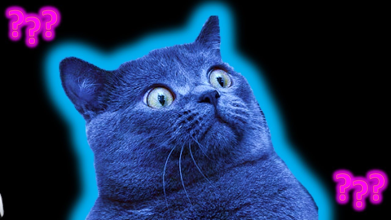 20 Sound Variation Miau Miau Miau |Pop Cat vs Vibing Cat - YouTube