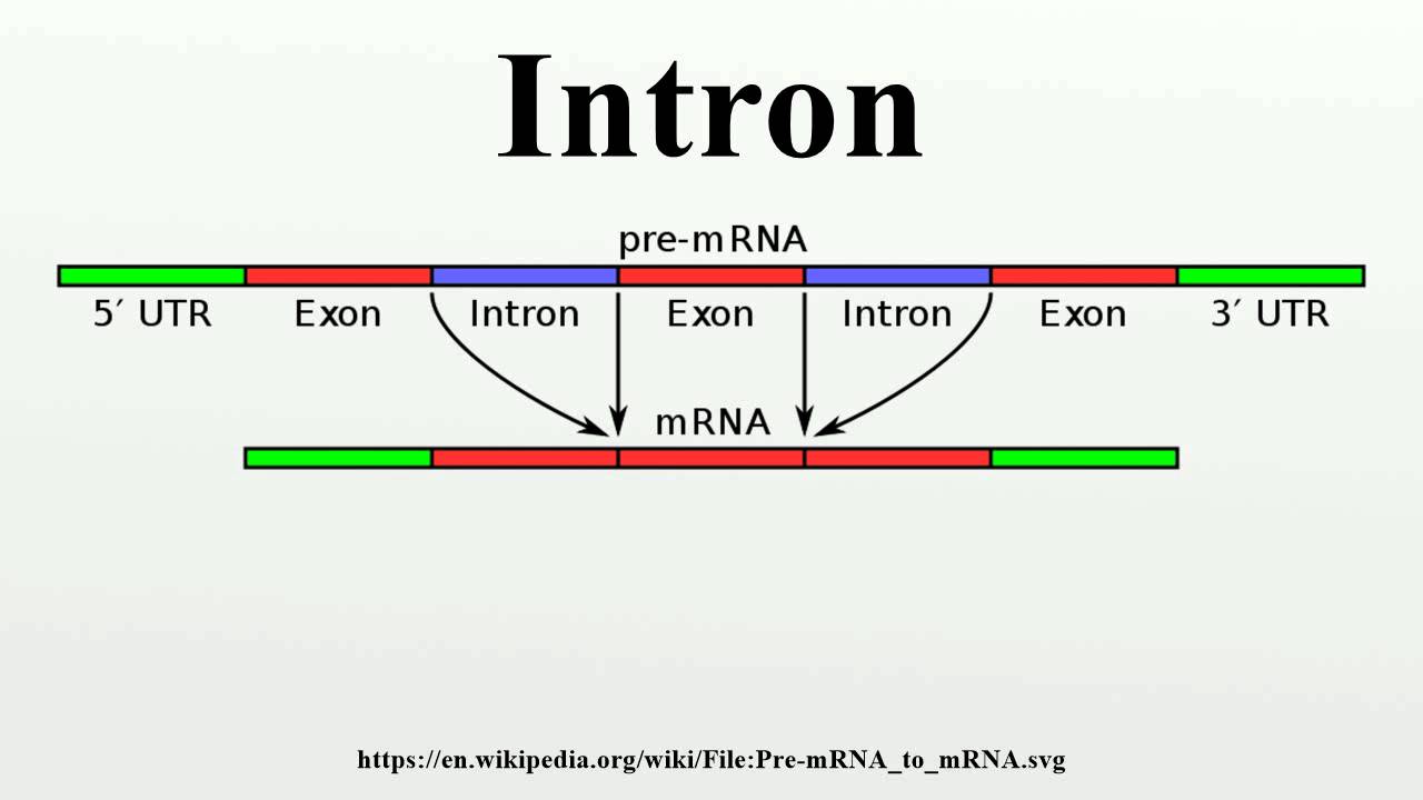 Intron - YouTube