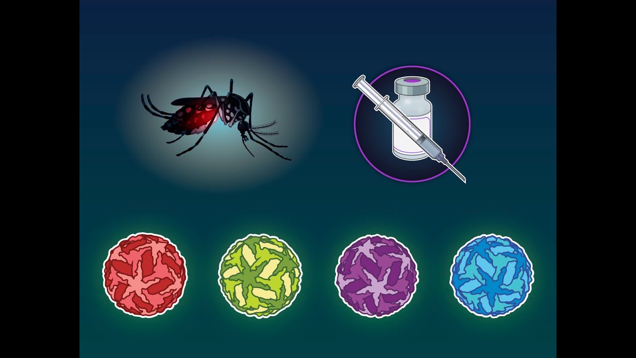 Butantan–Dengue Vaccine in Children and Adults | NEJM - YouTube