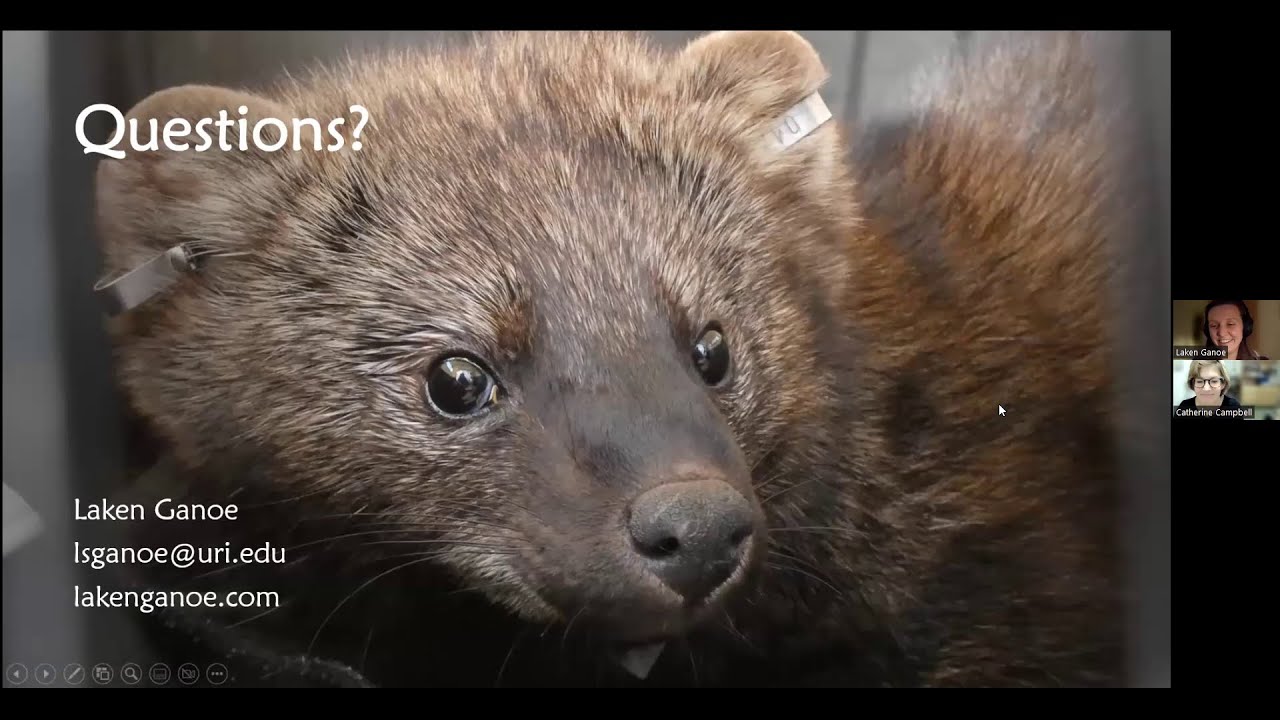 Tracking Fishers in Rhode Island | Nature Near You - YouTube