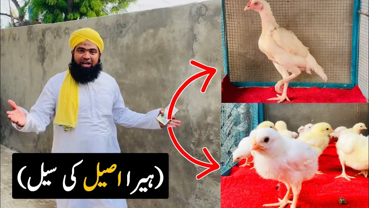 White Heera aseel hen for sale | hen farming business | Ali Bhai tv ...