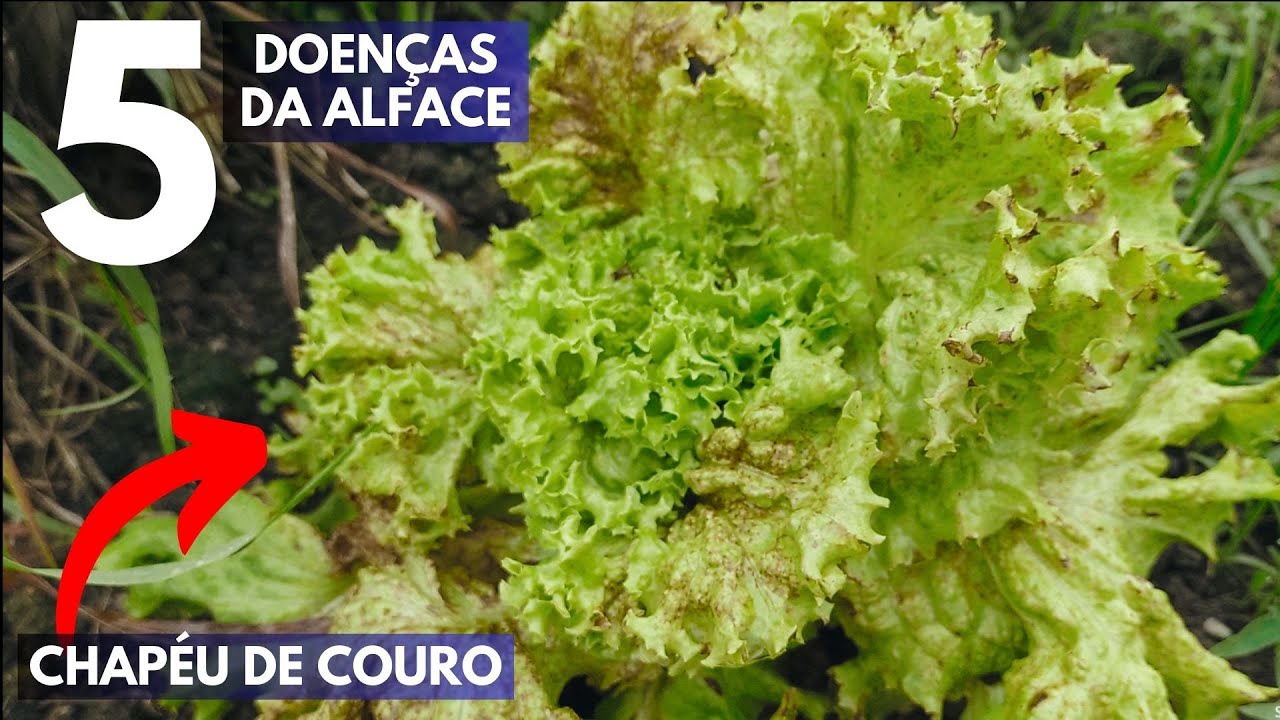 5 DOENÇAS DO ALFACE NO VERÃO E COMO TRATAR - YouTube