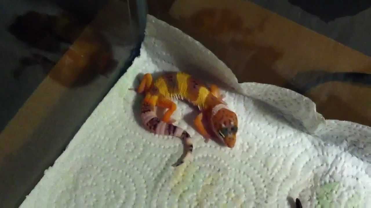 My first Leopard Gecko! - YouTube