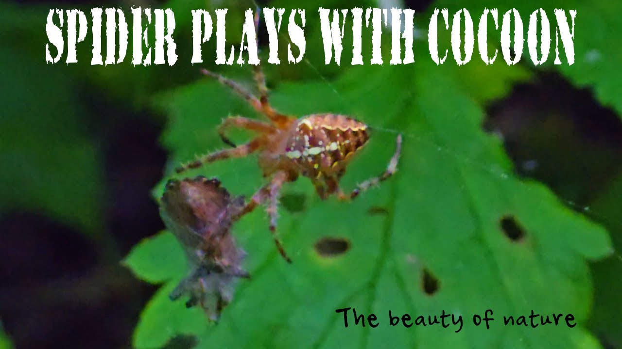 Spider playing with cocoon / a beautiful spider with a prey in the ...