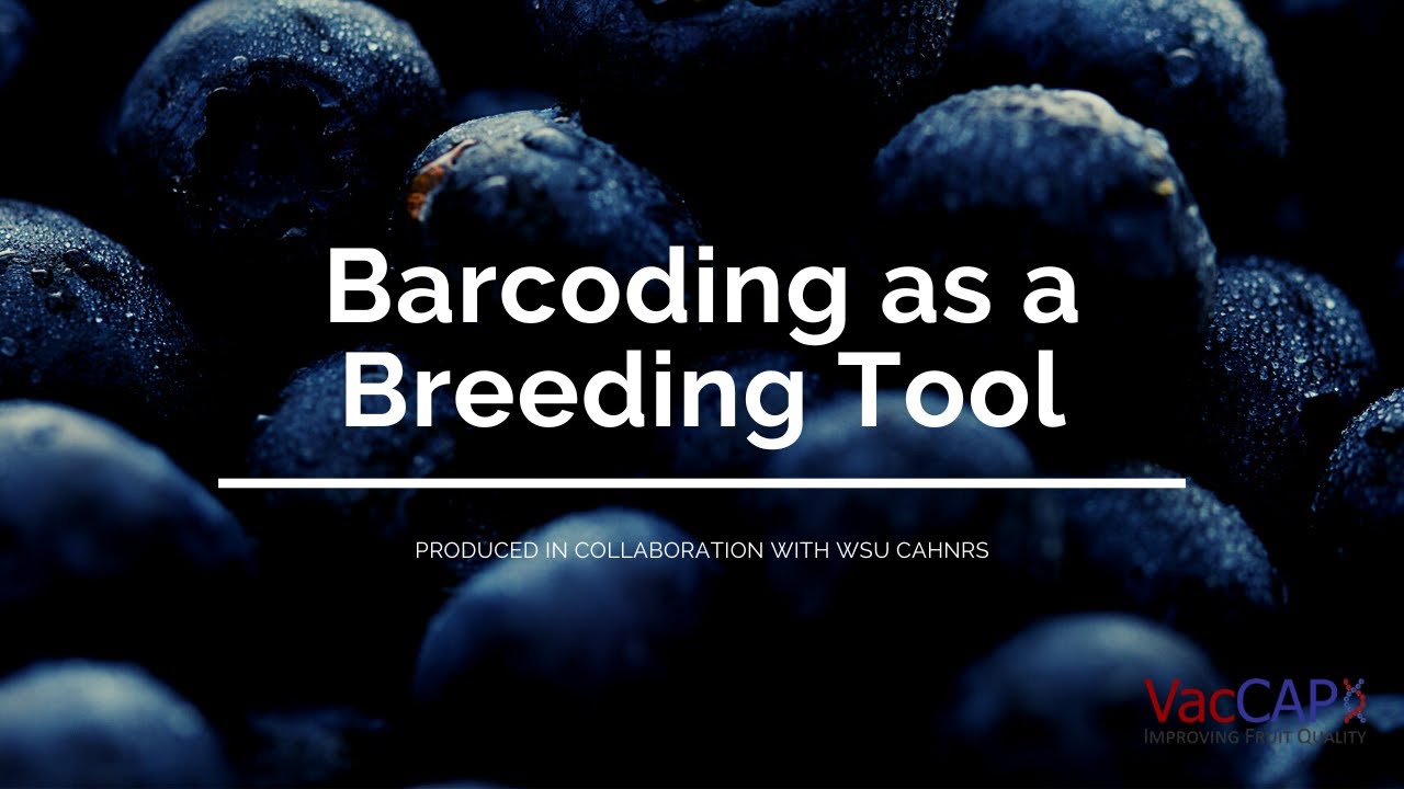 Barcoding as a Breeding Tool - YouTube