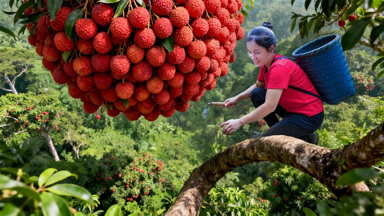 Harvest A Lot Of Lychee Fruit Climb High Tree with Villagers Goes To ...