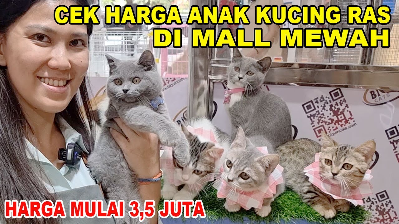 Cek Harga Anak Kucing Ras Level Sultan - Mulai 3,5 Juta - YouTube