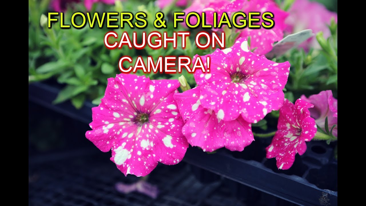 Blooming Flowers | Foliage Plants | Caught On Camera - YouTube