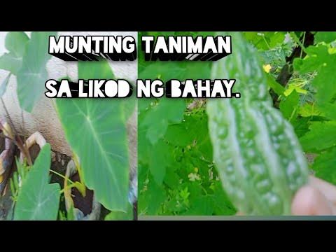 Sari saring gulay sa maliit na taniman sa likod ng bahay. - YouTube