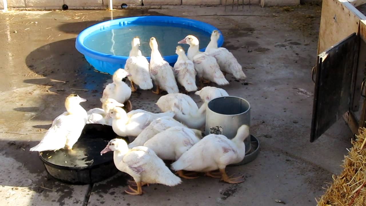 One Month Old Muscovy Ducklings - YouTube