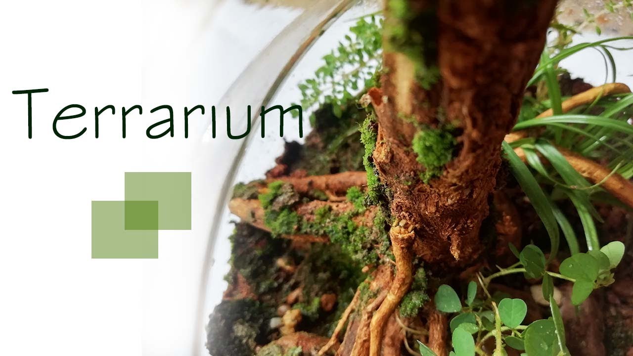 DIY Easy Terrarium in 5 Minute I HOW to make Native Terrarium??? I Lush ...