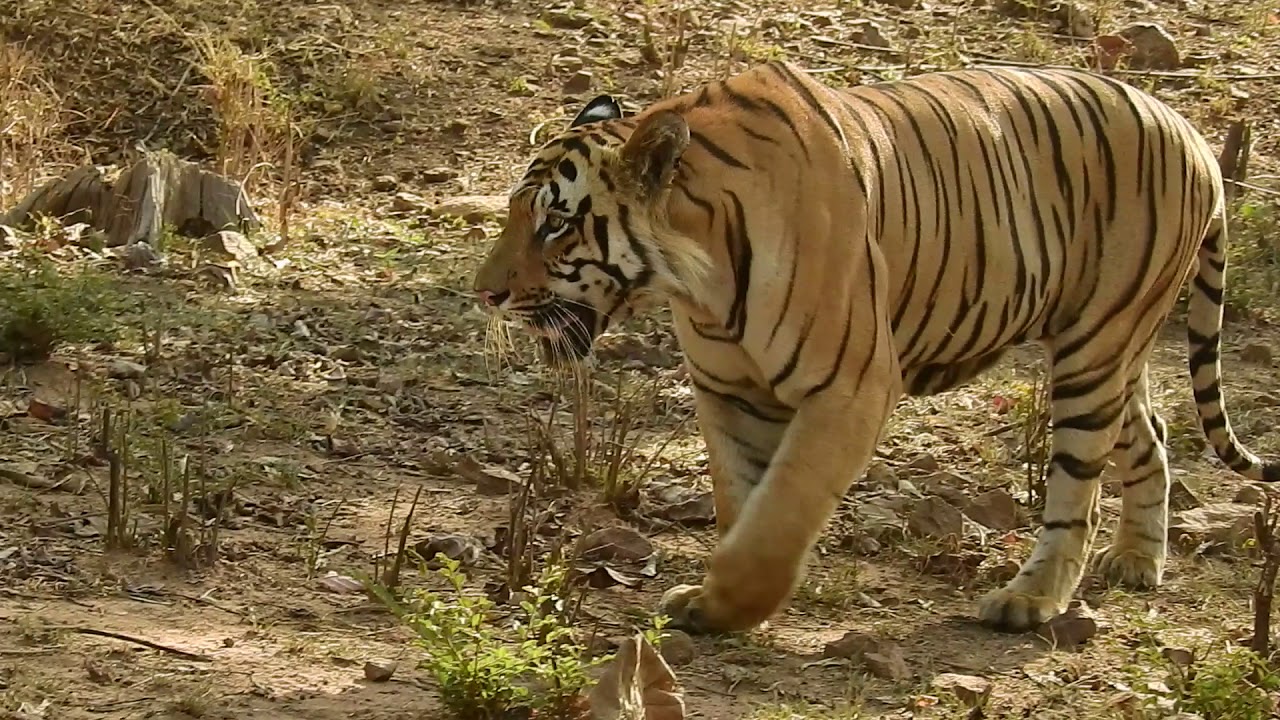 MIGHTY MATKASUR, male tiger of Tadoba - YouTube