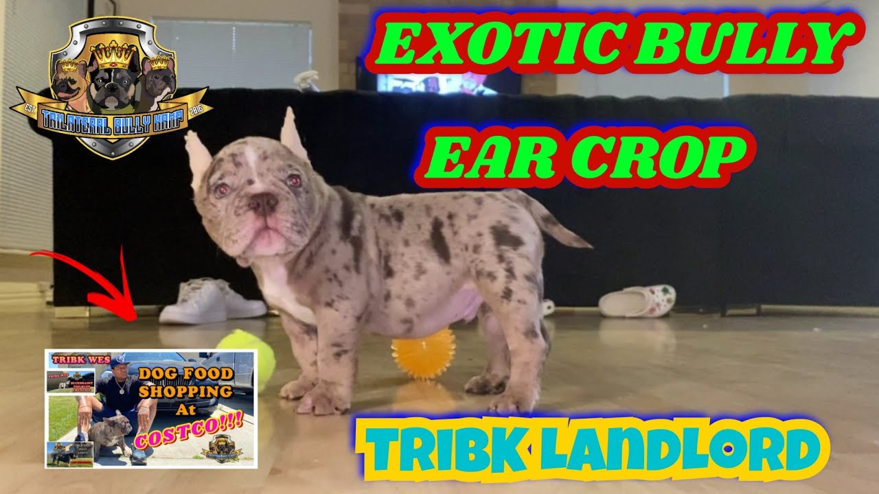 Exotic Bully Ear Crop (Helpful dog tips) - YouTube