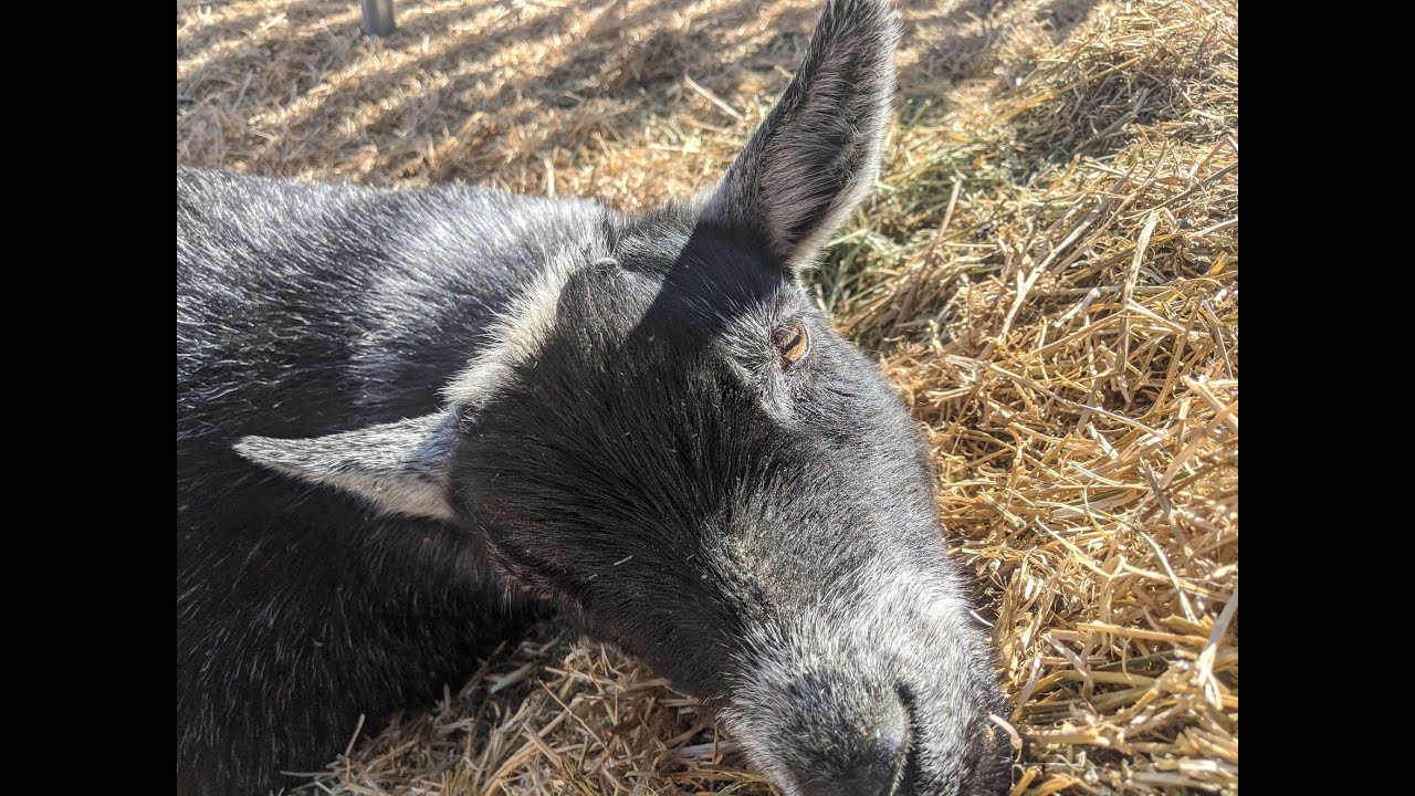 ⚡ Lightning Goats ⚡ Live Stream - YouTube