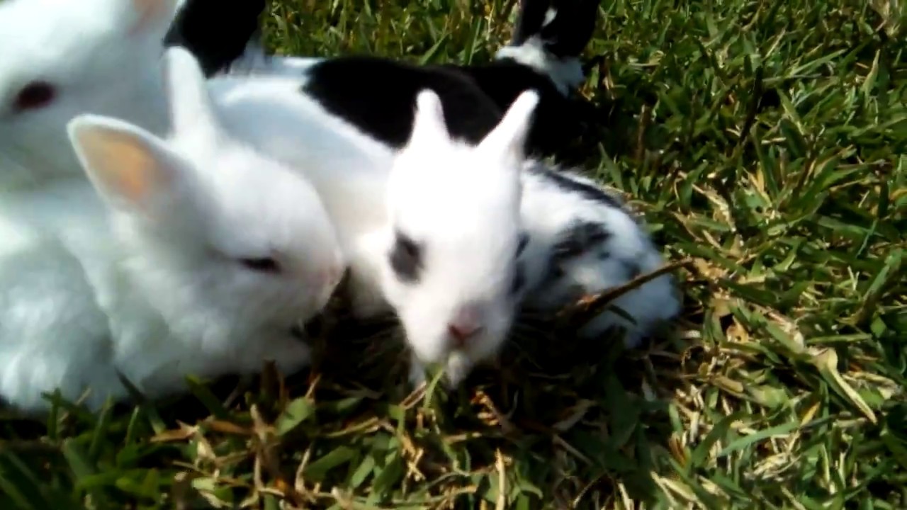 Conejos bebes tiernos - YouTube