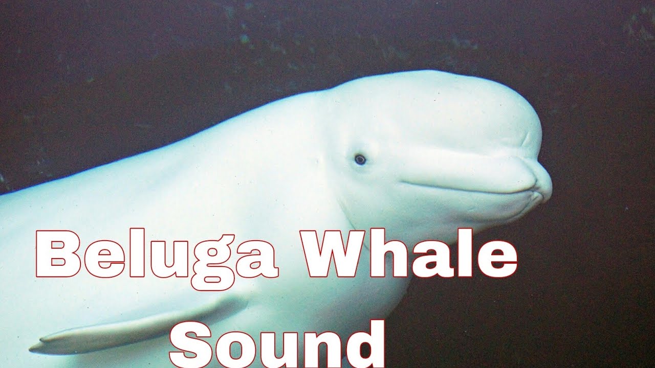 Beluga Whale sound - YouTube