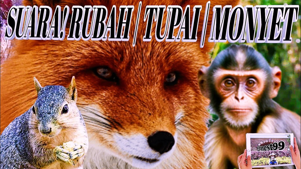 SUARA HEWAN RUBAH | TUPAI | MONYET - YouTube