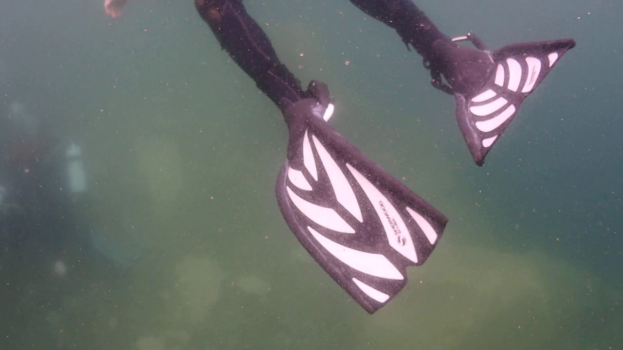 Sturgeon at Capernwray diving15/9/19 - YouTube