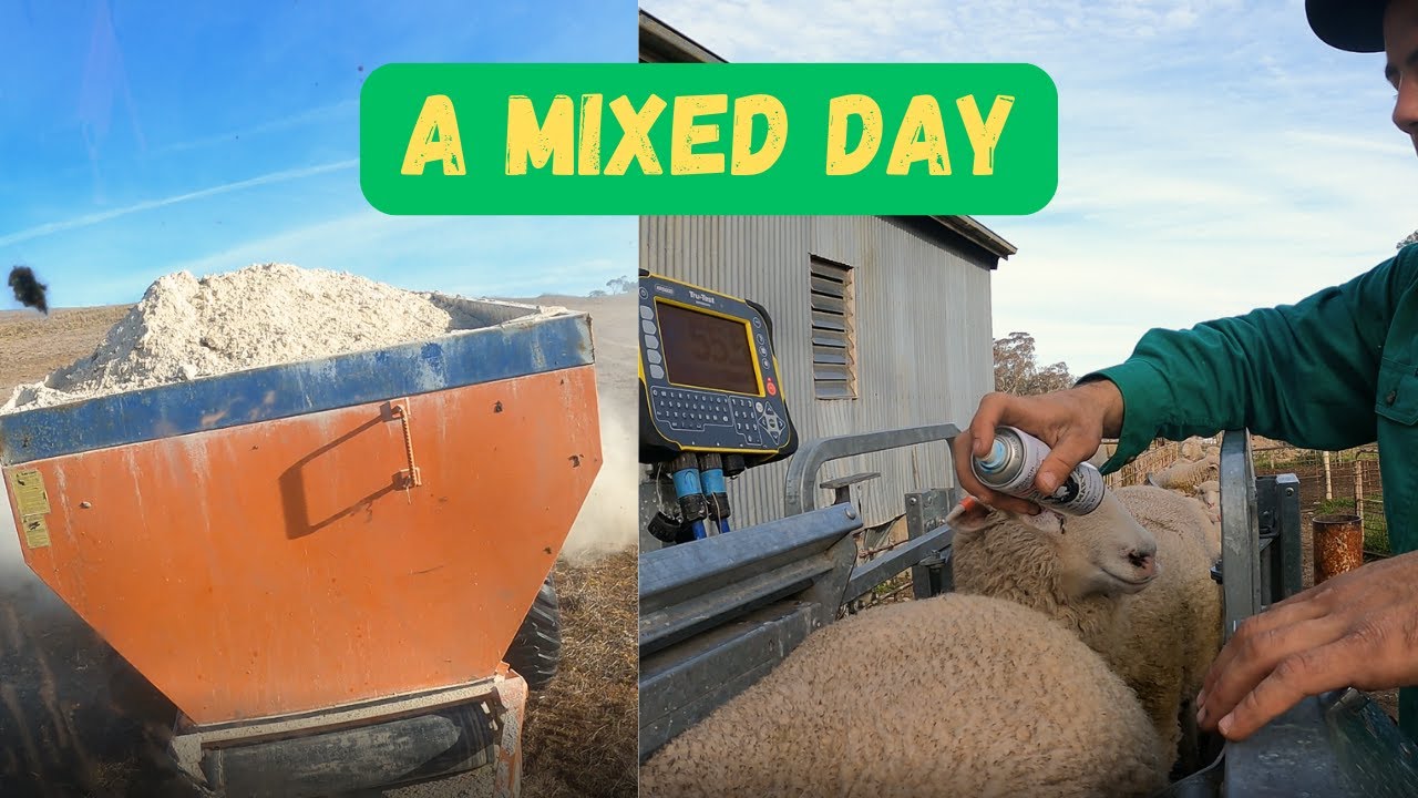 BIT OF VARIETY IS ALWAYS GOOD! | Spreading Lime and Weighing 1X Lambs ...