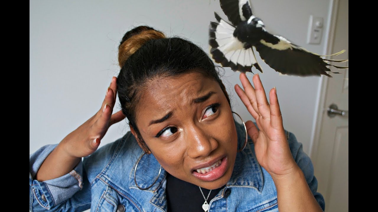 Storytime: Getting Attacked by a Magpie in Australia!! - YouTube