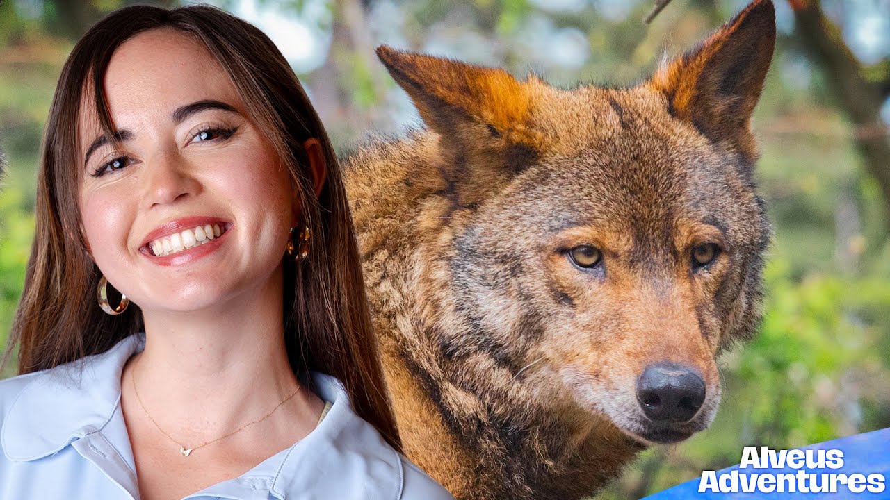 How We Are Actually Saving Wolves | Alveus Adventures - YouTube