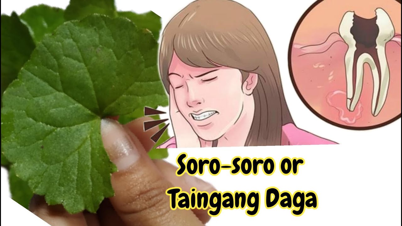 Mabisang Gamot sa Sakit ng Ngipin | Soro-soro Or Taingang Daga - YouTube