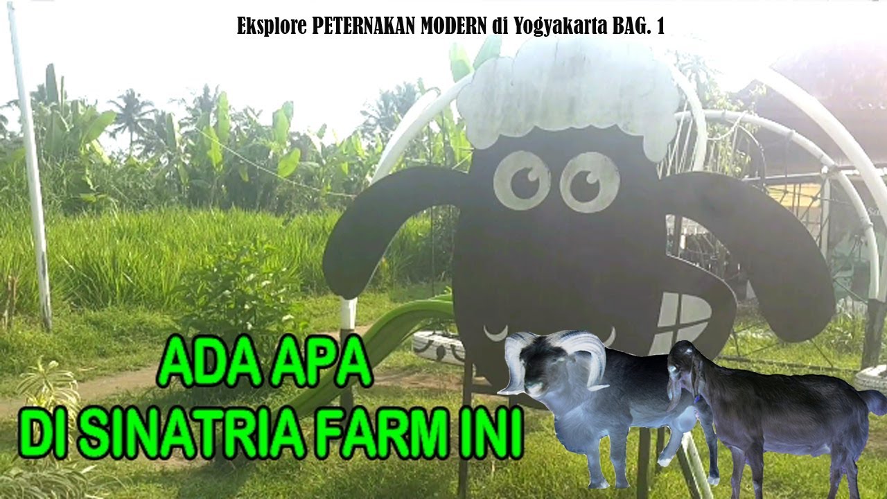 BINCANG BINCANG DENGAN PEMILIK SINATRIA FARM SLEMAN YOGYAKARTA, IBU ...