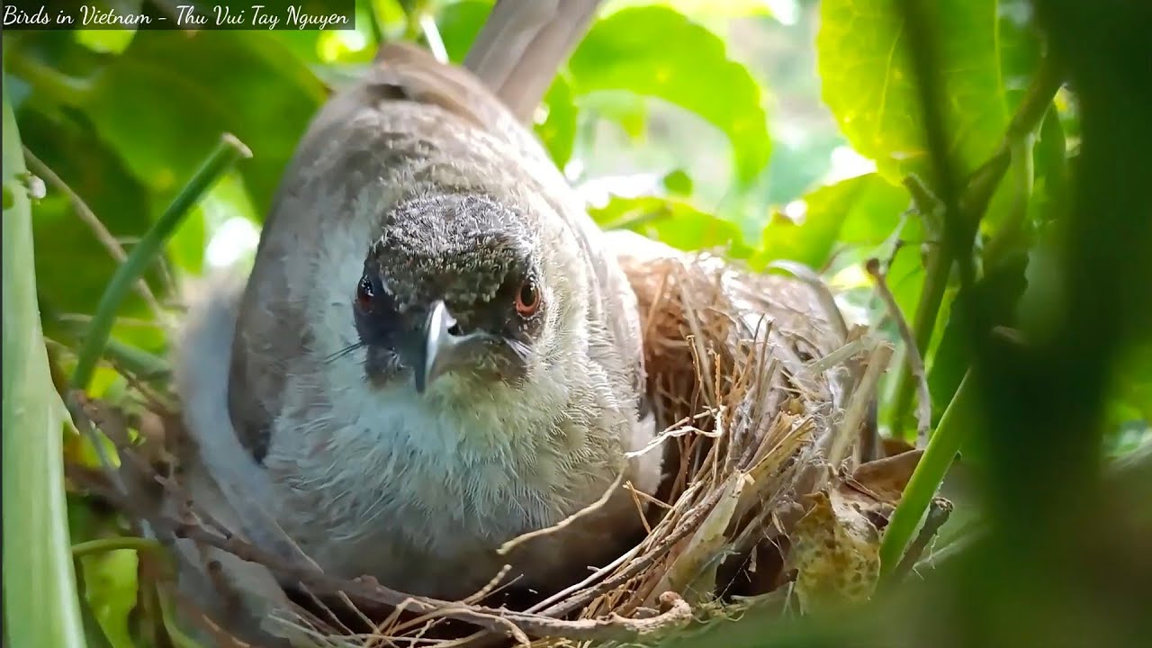 Newly Hatched Baby Birds, Parent Birds Taking Care of Their Baby Birds ...