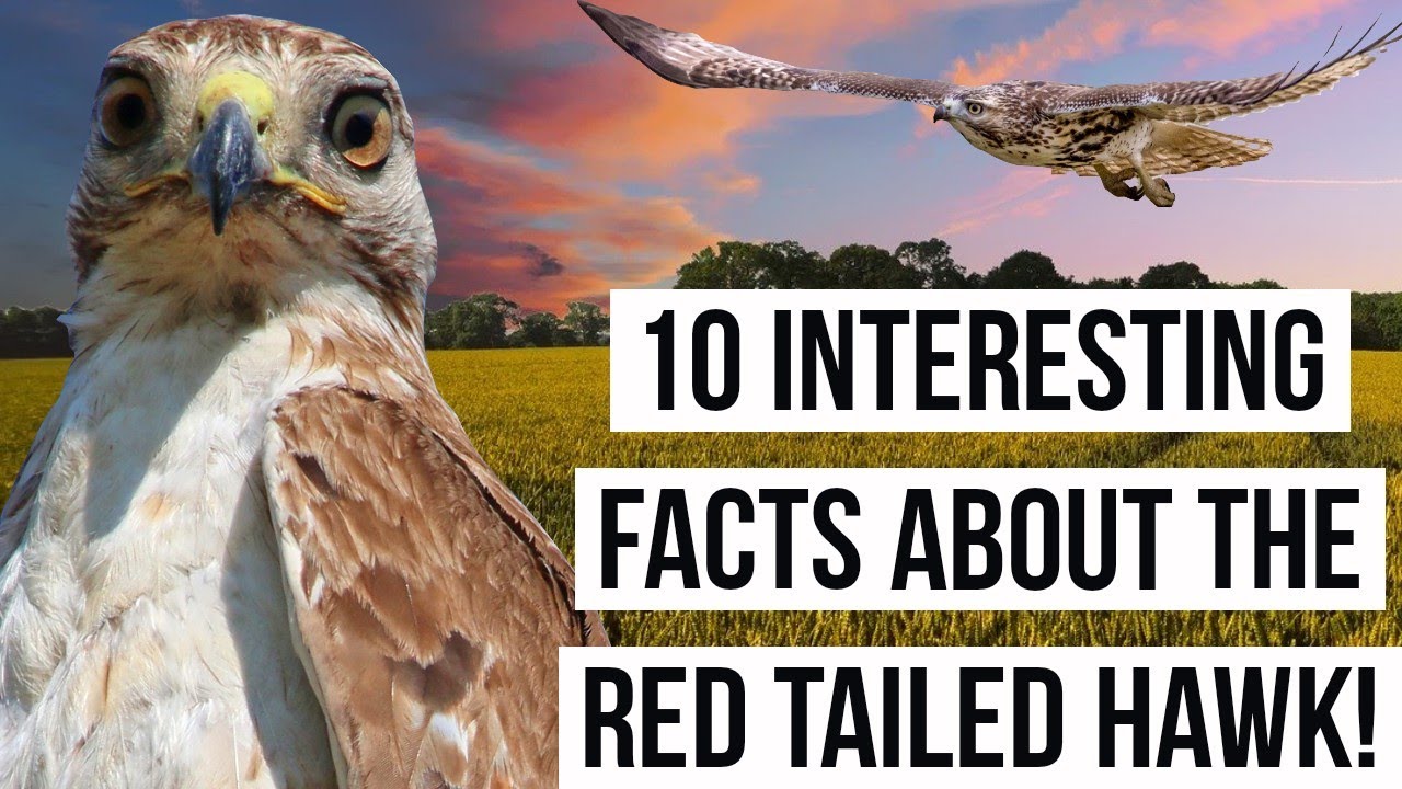 10 Interesting Facts About The RED TAILED HAWK! - YouTube