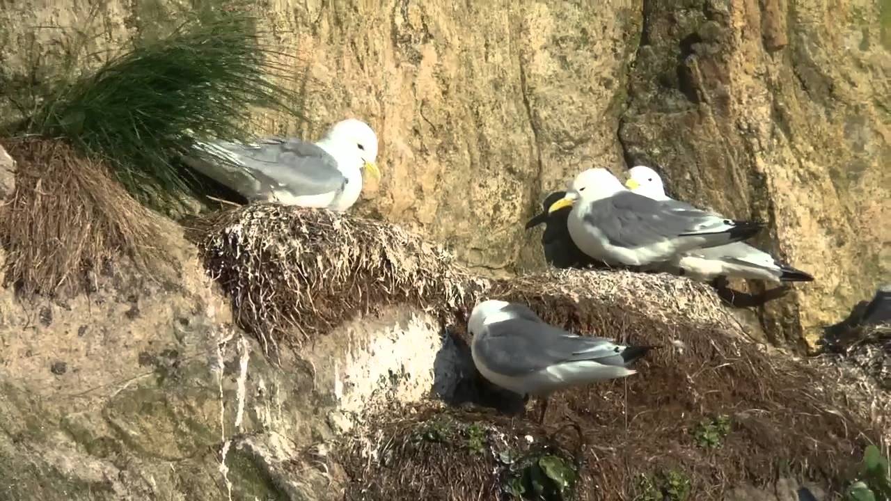 Arctic Seagulls Nesting - YouTube