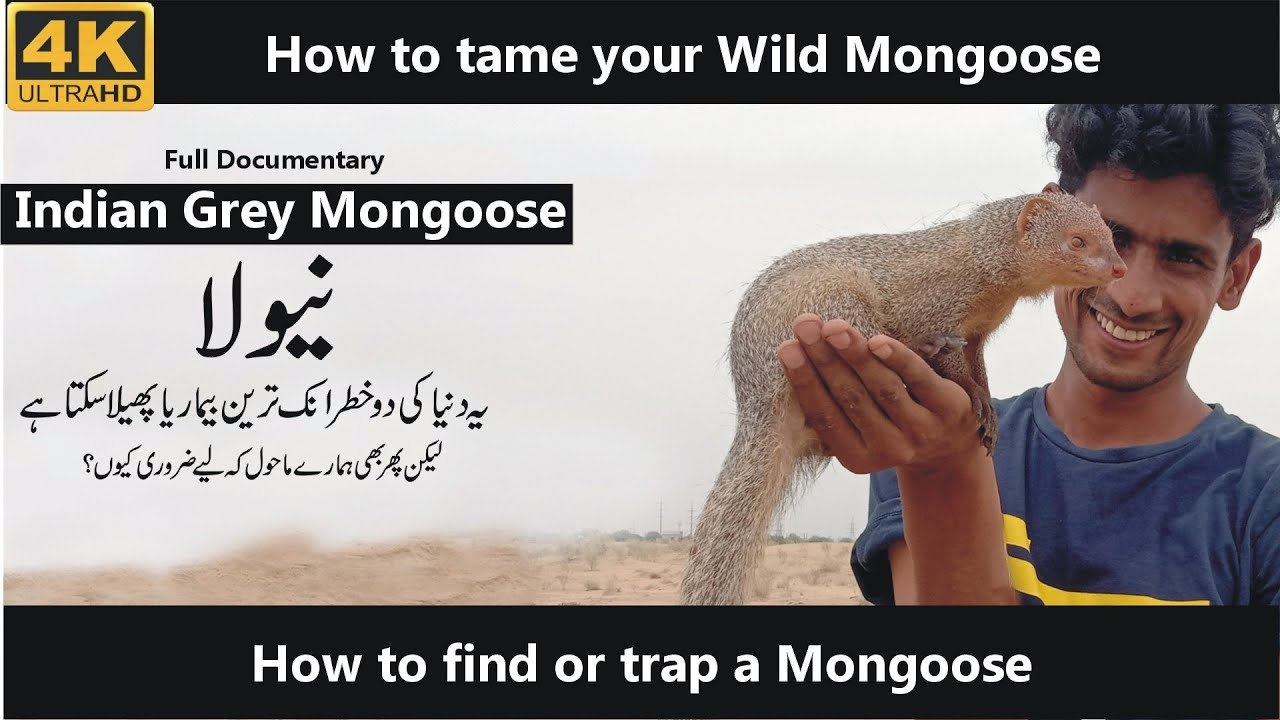 Mongoose |Nevla| Detailed animal Documentary - YouTube