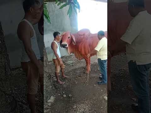 Paano magkatay ng Malaking Baka? Pwede patulong😁/Bahay ni Noy