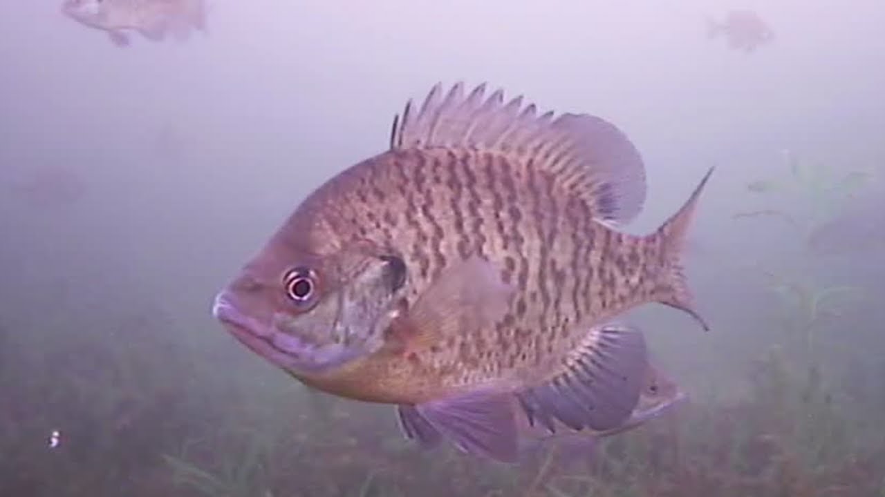 Freshwater Fish Under The Ice - - YouTube