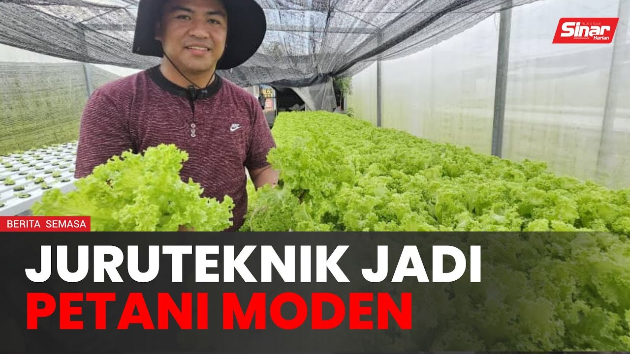 Dulu juruteknik, kini petani moden bekalkan sayur penduduk Labuan - YouTube