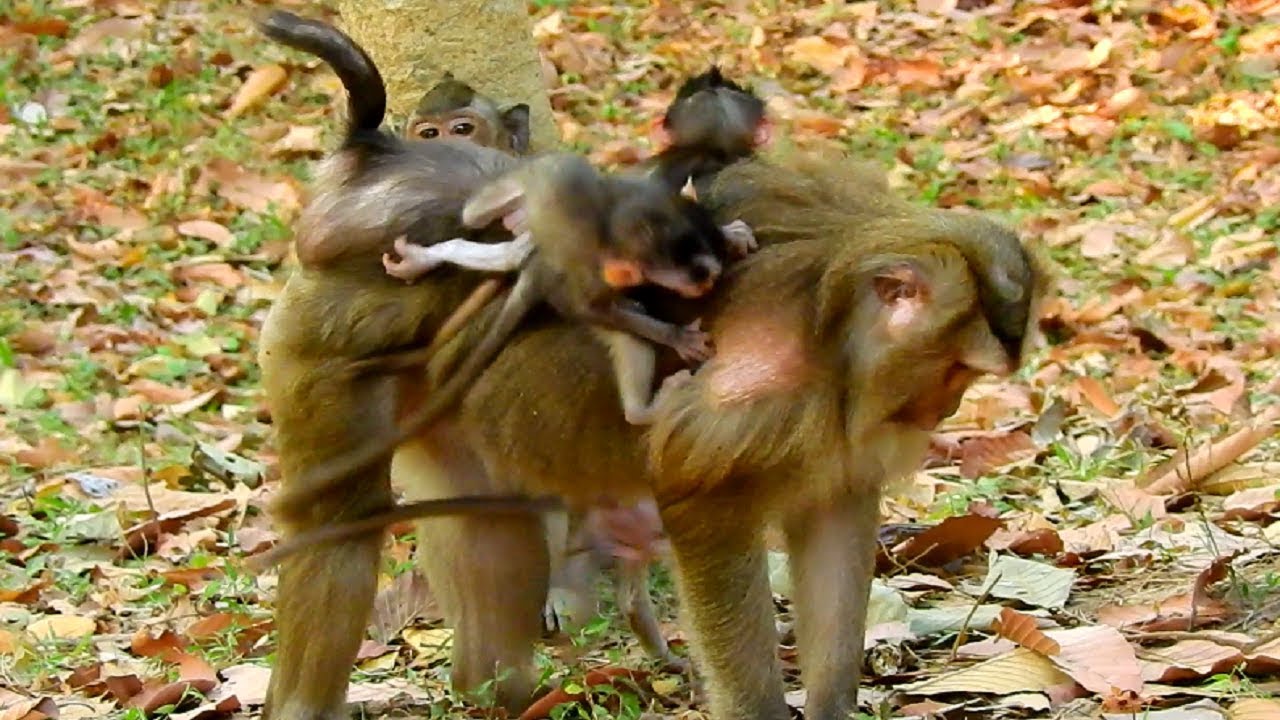 Oooh What's Kara Happy With Many Baby Monkeys Playing With Pigtail ...