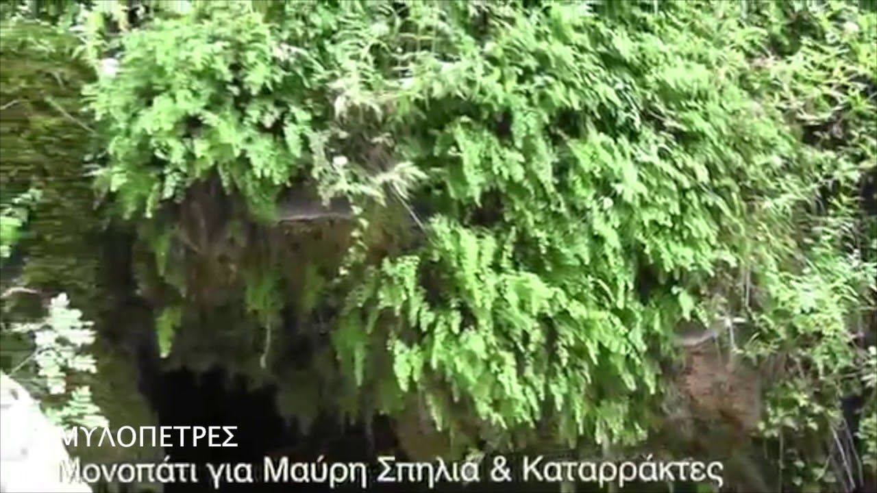ΠΛΑΤΑΝΟΣ ΓΙΑΝΝΗ ΚΟΥΠΑΣ ΚΛΑΡΙΝΟ ΒΑΣΩ ΤΡΑΓ - YouTube