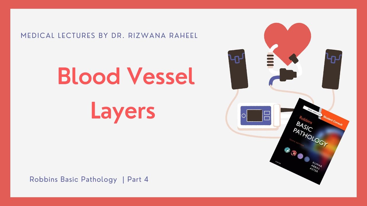 Layers of blood vessels | Robbins Basic Pathology | Part 4 - YouTube